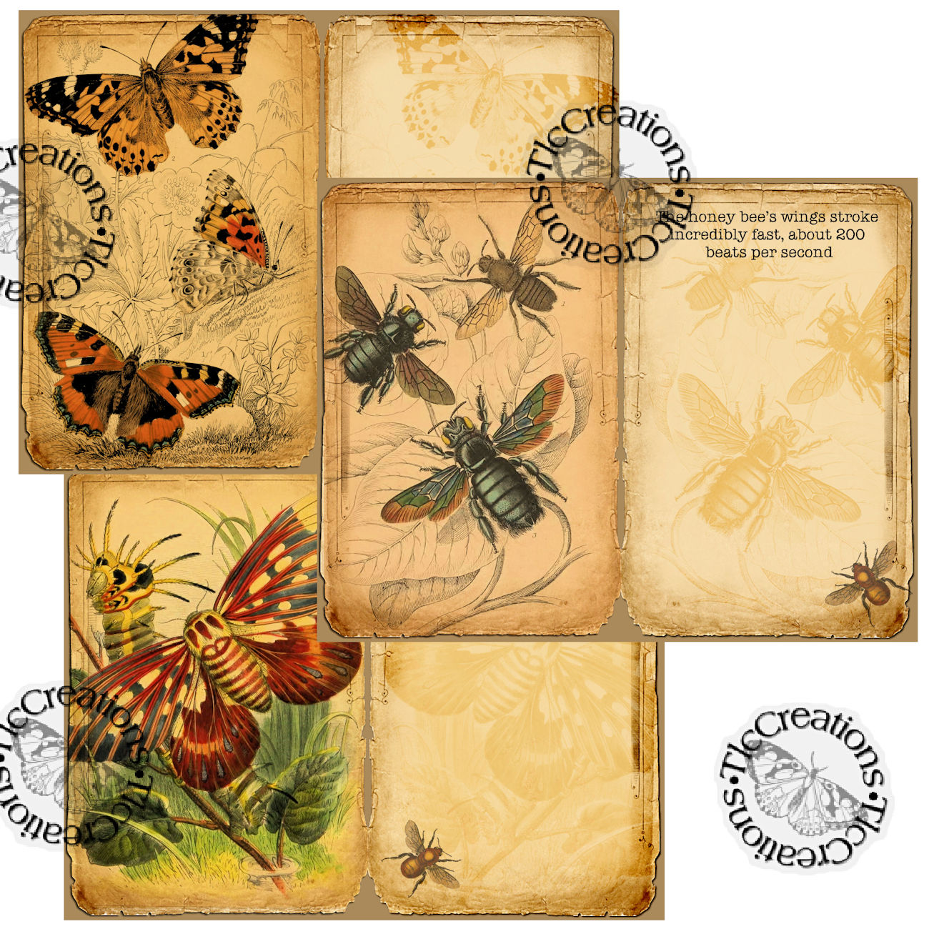 Create with TLC: Butterflies, Bees and Bugs....Plus a Freebie