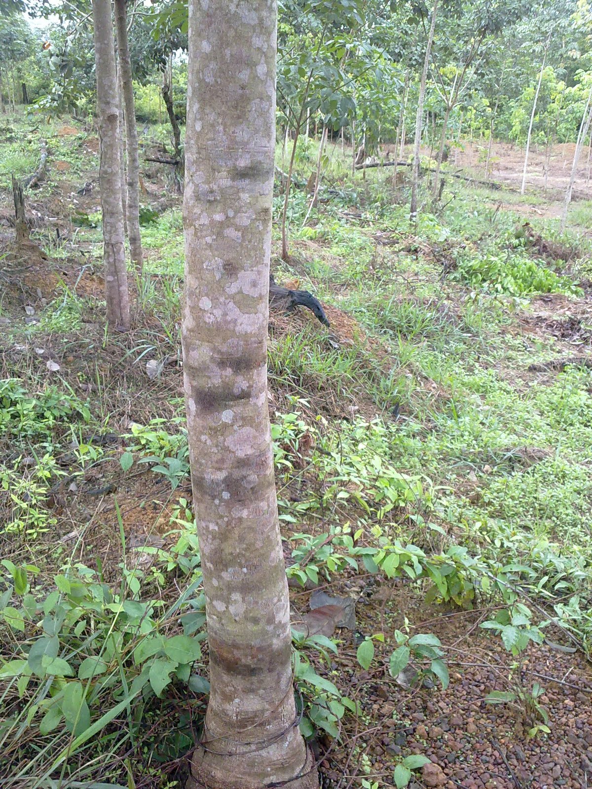 Lekir Agro: Projek 1 Tanaman Getah