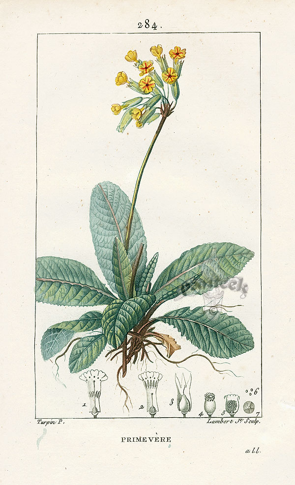 The Regency Blog of Lesley-Anne McLeod: Regency Gardening - Bulbous ...