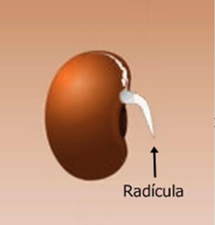 Tradição do nordeste: Como plantar semente de Mulungu da caatinga