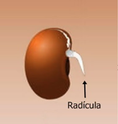 Tradição do nordeste: Como plantar semente de Mulungu da caatinga