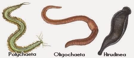 Kingdom of Animalia: Filum Annelida