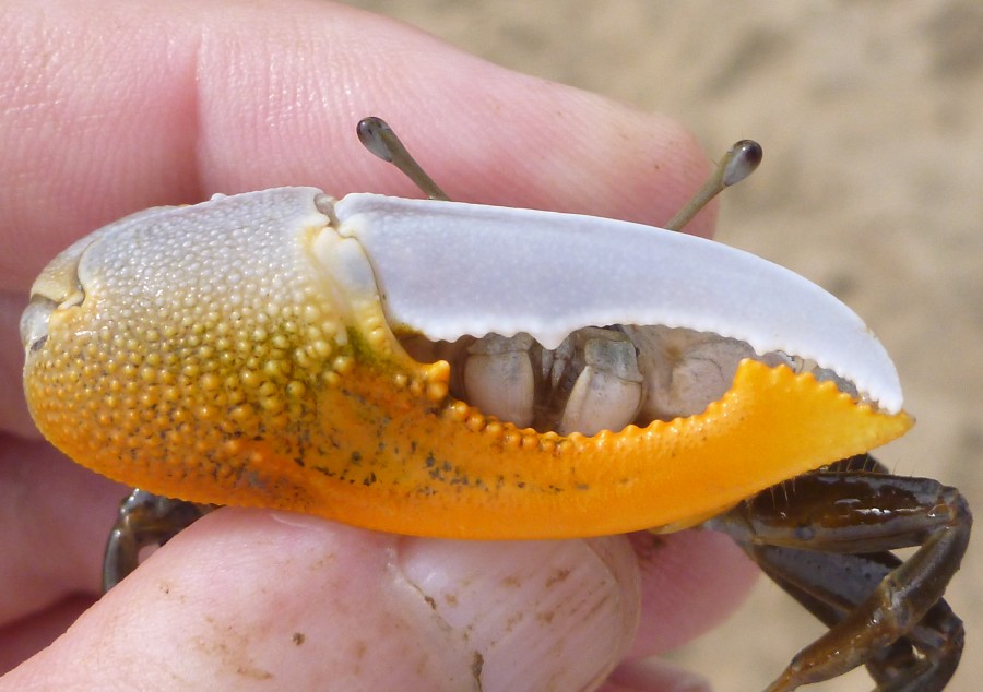 Queensland Coast: Two-toned Fiddler Crabs