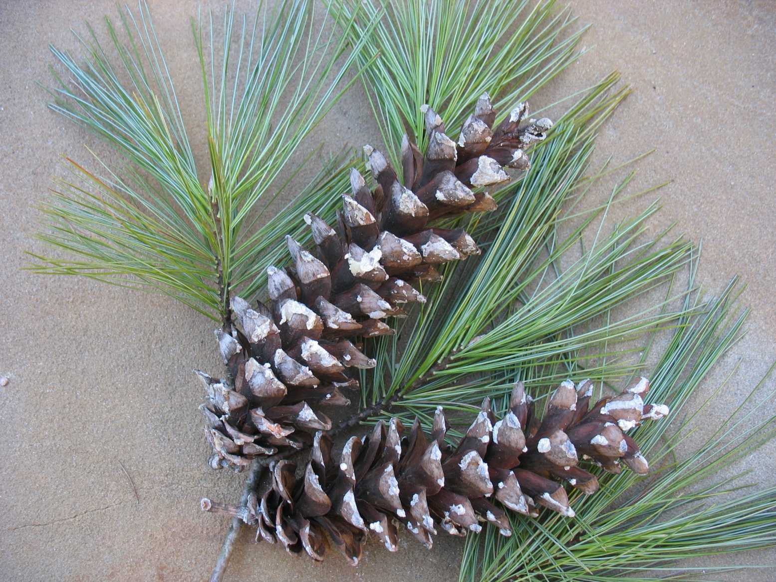 Using Georgia Native Plants: Native Evergreen Conifers in North Georgia