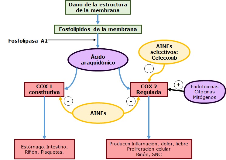 Avokauedades: Analgésicos (AINEs)