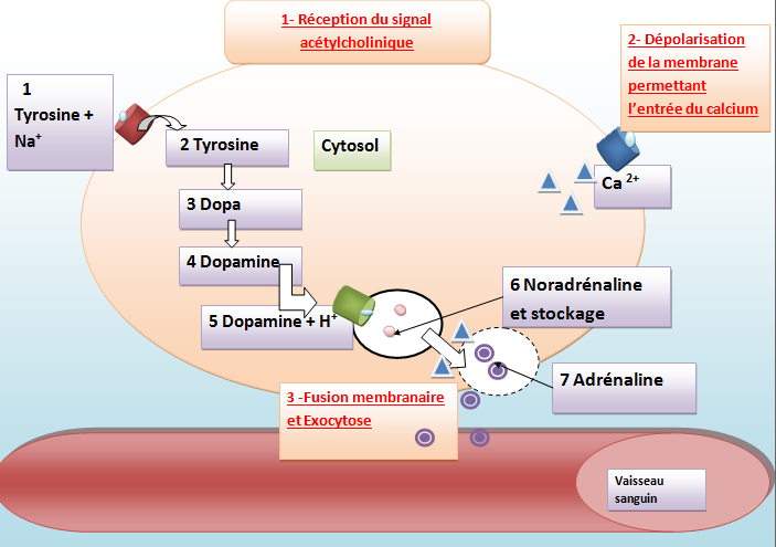 Amazing Adrenaline: Stimulation neurale de la glande surrenale