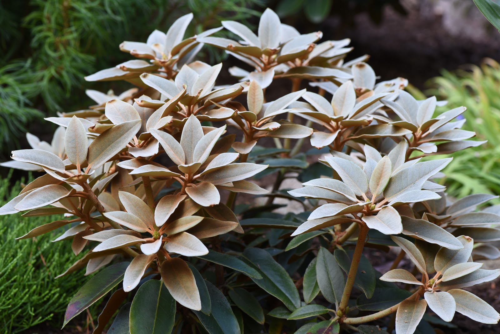 Hagtorpet: Rhododendron med indumentum och tomentum på bladen