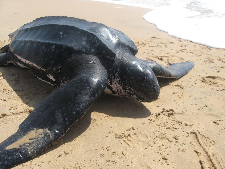 Animals of the world: Dermochelys coriacea (Tortuga Laud)