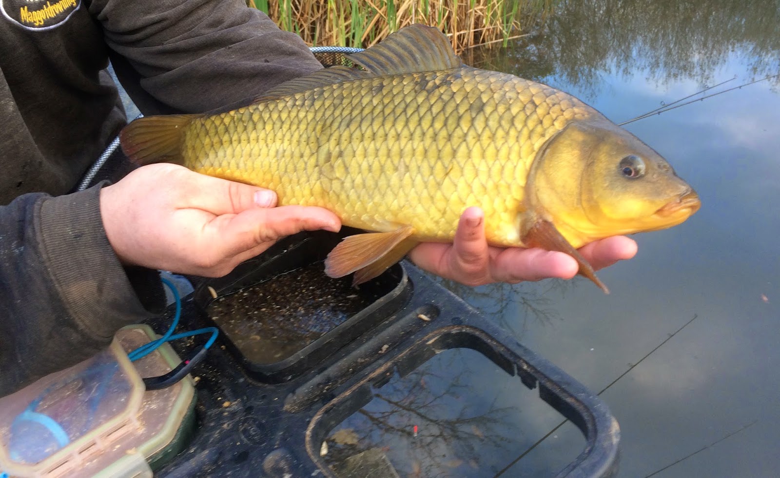 Danny's Angling Blog: November Carp, big perch and Wobbling for pike....
