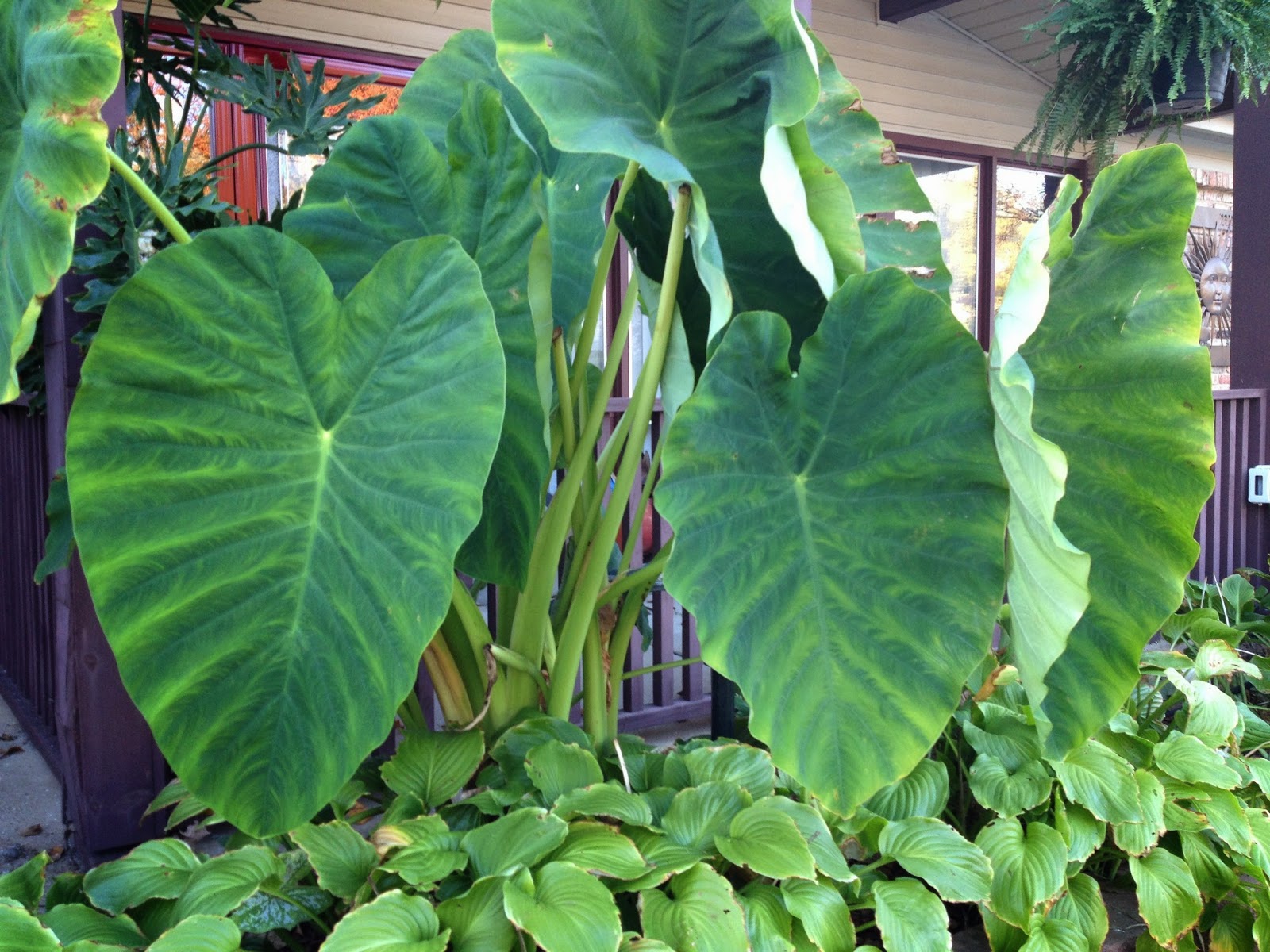 Our Unfiltered Life: Elephant Leaf Project