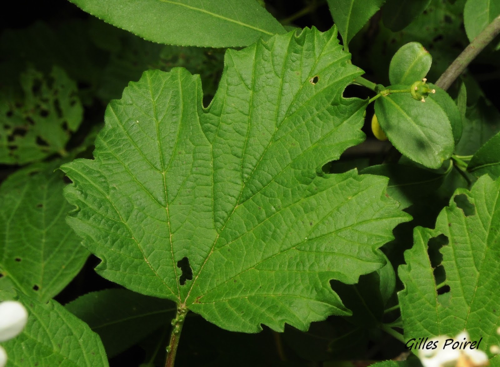 JURA, UNE TERRE, DES HOMMES: La Viorne obier. Viburnum opulus.