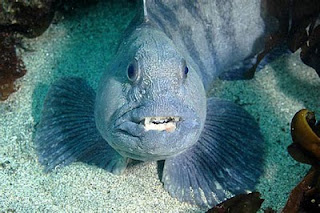 Bichosdino: PEIXE-LOBO