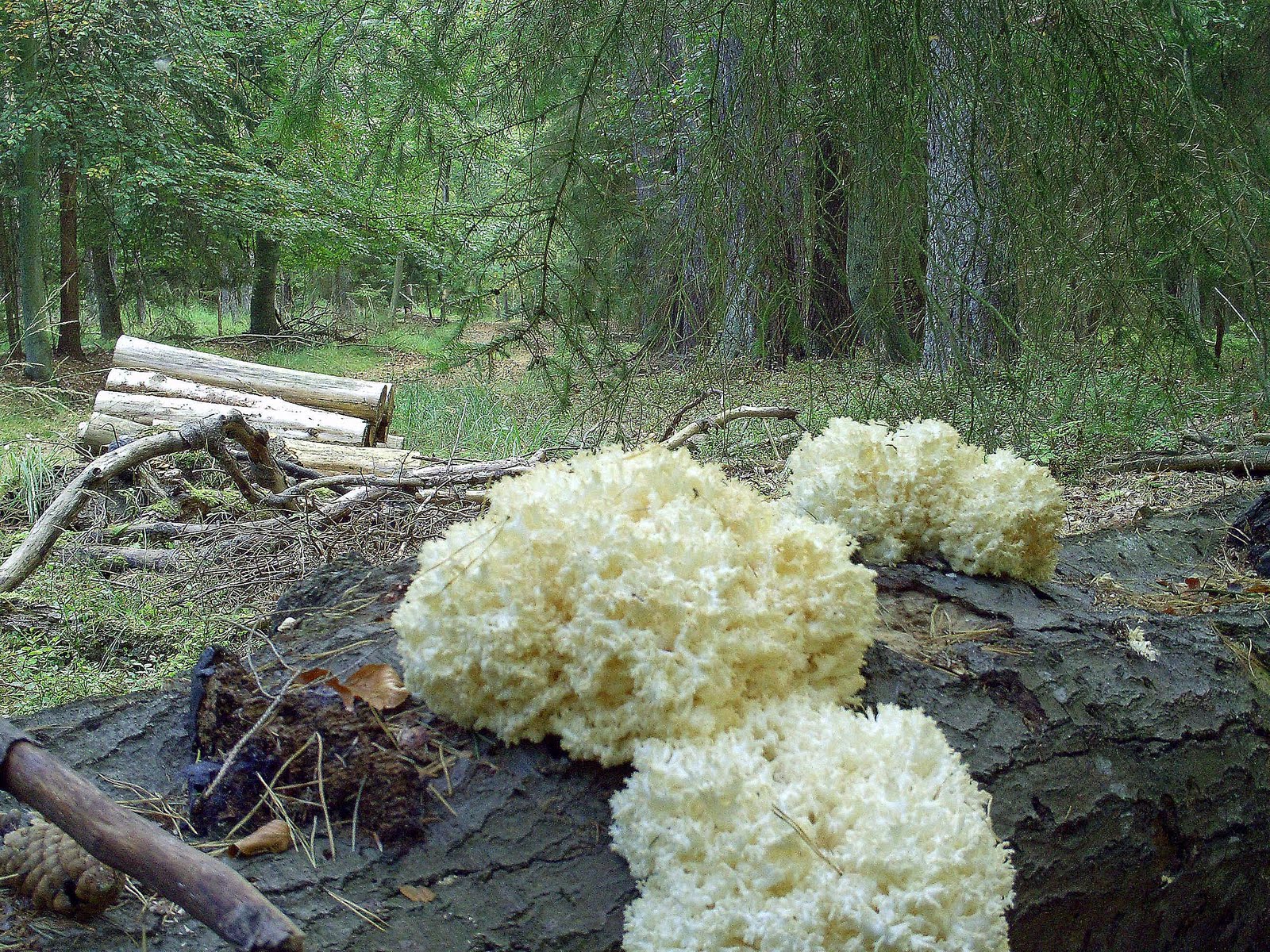 Pilze Sammeln und Pilze Bestimmen - Blog: Essbare Pilze mit saisonaler ...