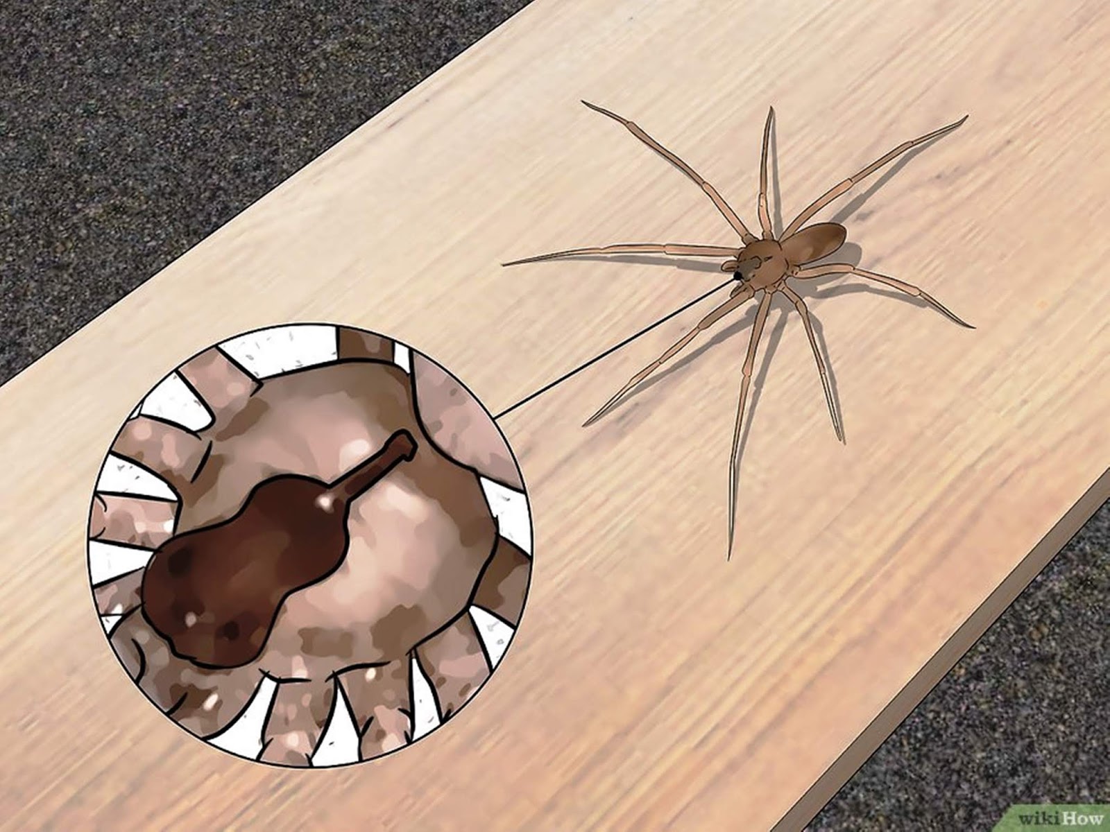 EMS SOLUTIONS INTERNATIONAL by @DrRamonReyesMD marca registrada: ARAÑA ...