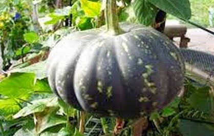 Anim Agro Technology: KOSTING - LABU MANIS