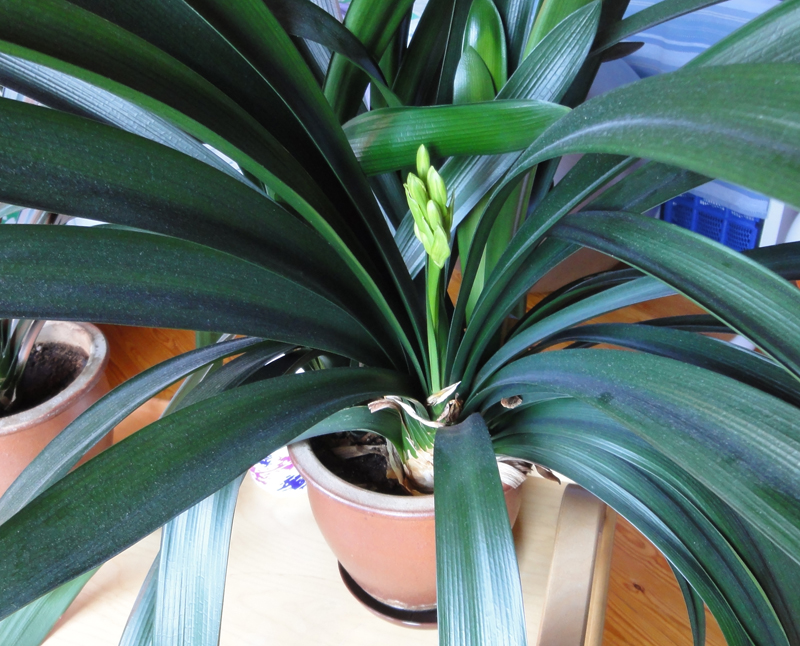 Paavalinkukka: Yllätys yläkerrassa: kliivia kukkii!