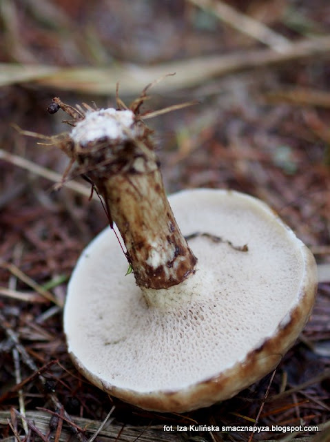 Grzyby gatunkami. Maślak szary. | Smaczna Pyza