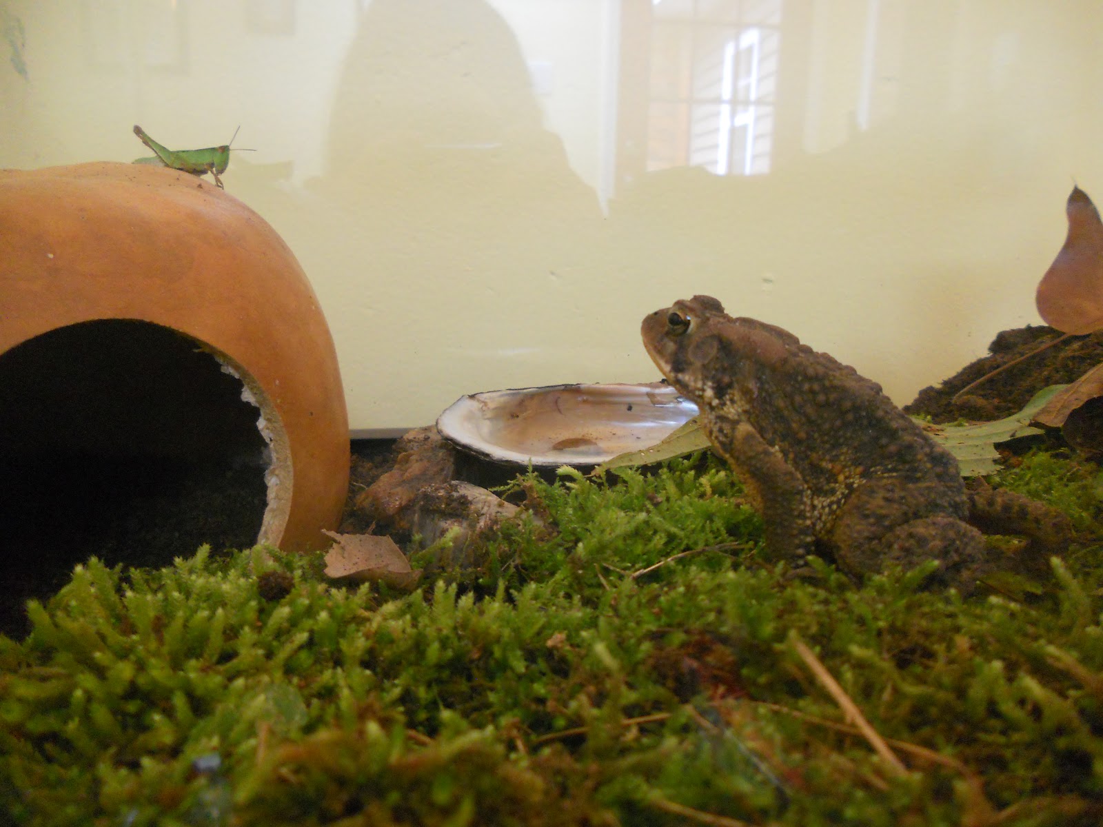 The Five of Us: Our Pet Toad
