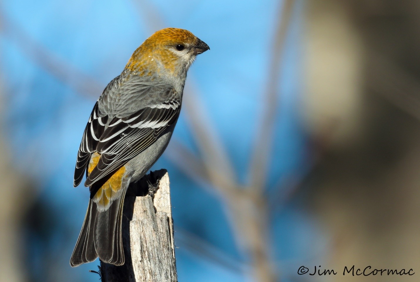 Ohio Birds and Biodiversity: Sax-Zim Bog and boreal birds
