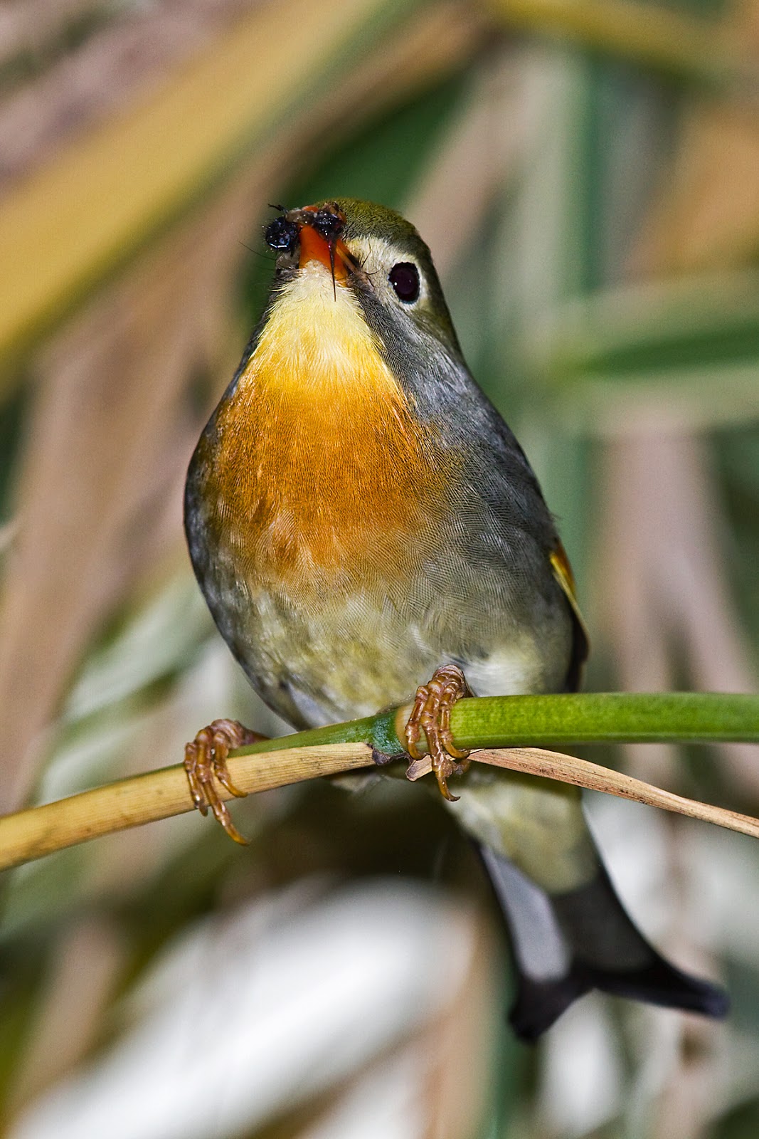 PETER'S PORTFOLIO..............Bird & Wildlife Photography: Pekin Robin ...