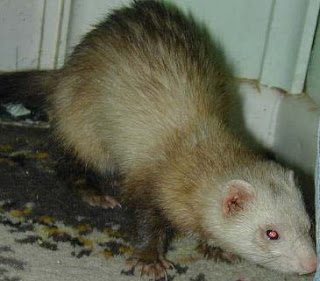 Life At Spring Rock: How To Tell When Your Ferret Is Getting Old