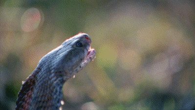 Serpiente Cámara lenta GIF | MexiGIF