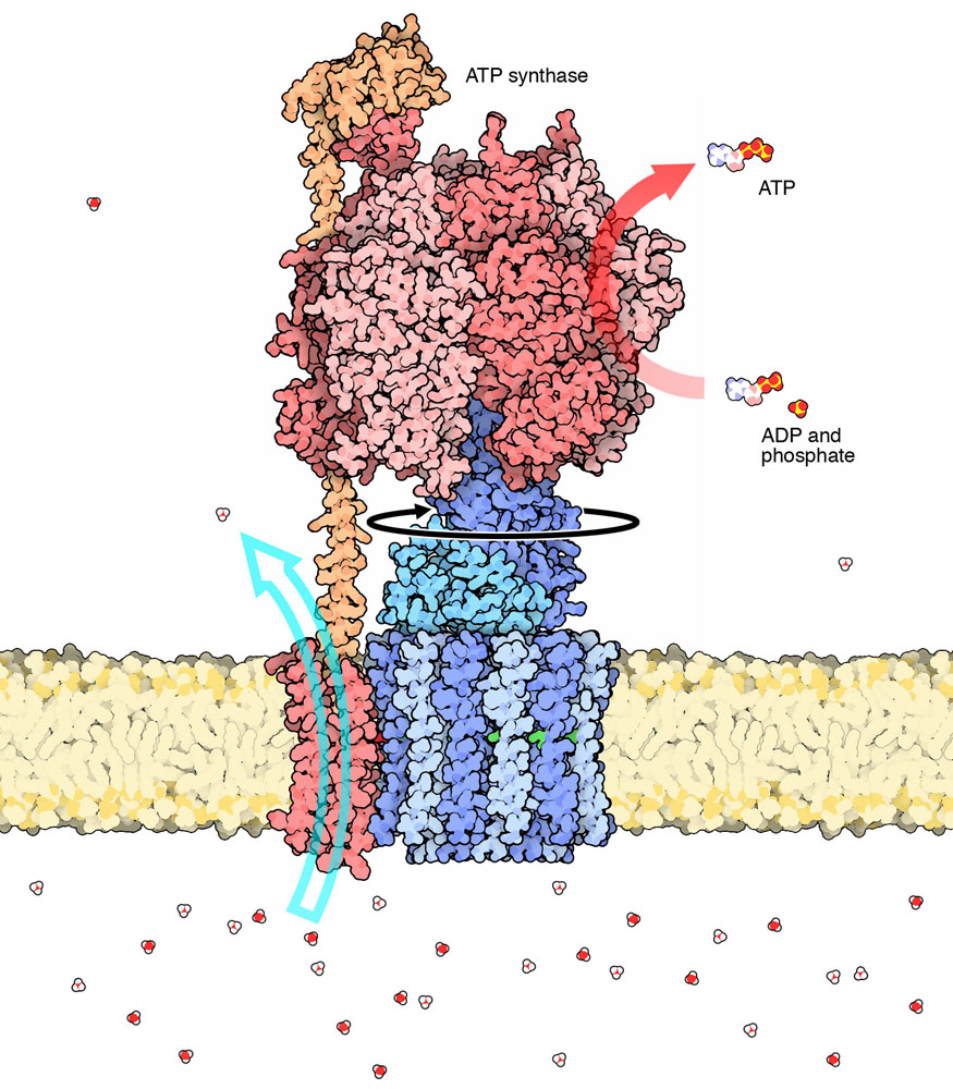 Of Bacteria and Men: The science and art of David Goodsell