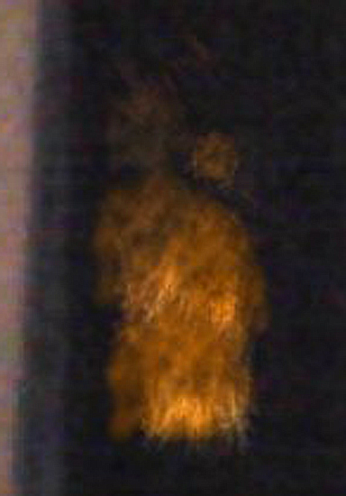 The Zozo Phenomena: Who or what is Zozo?