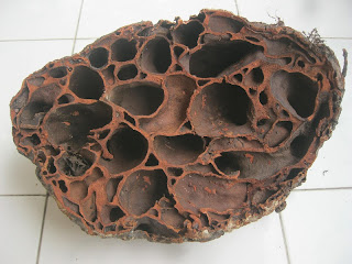 OBAT TRADISIONAL INDONESIA: Sekilas Sarang semut