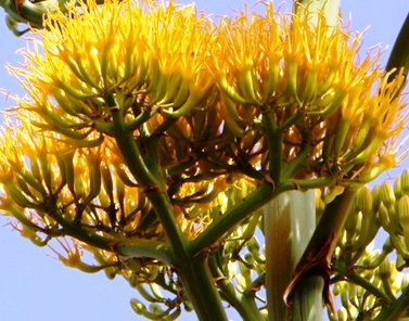 National Flower of Antigua and Barbuda