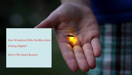 Ever Wondered Why Fireflies Glow During Nights? Here’s The Exact Reason ...