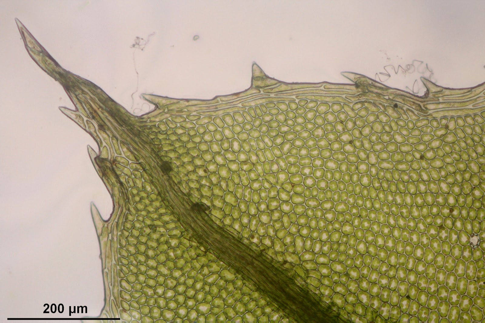 Botany Professor: Mosses of Central Florida 29. Plagiomnium cuspidatum