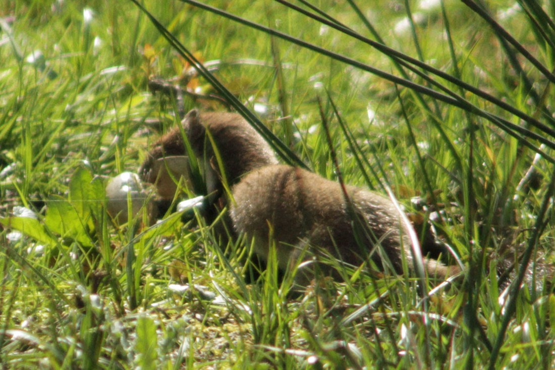 Tophill Low Nature Reserve: A matter of taste