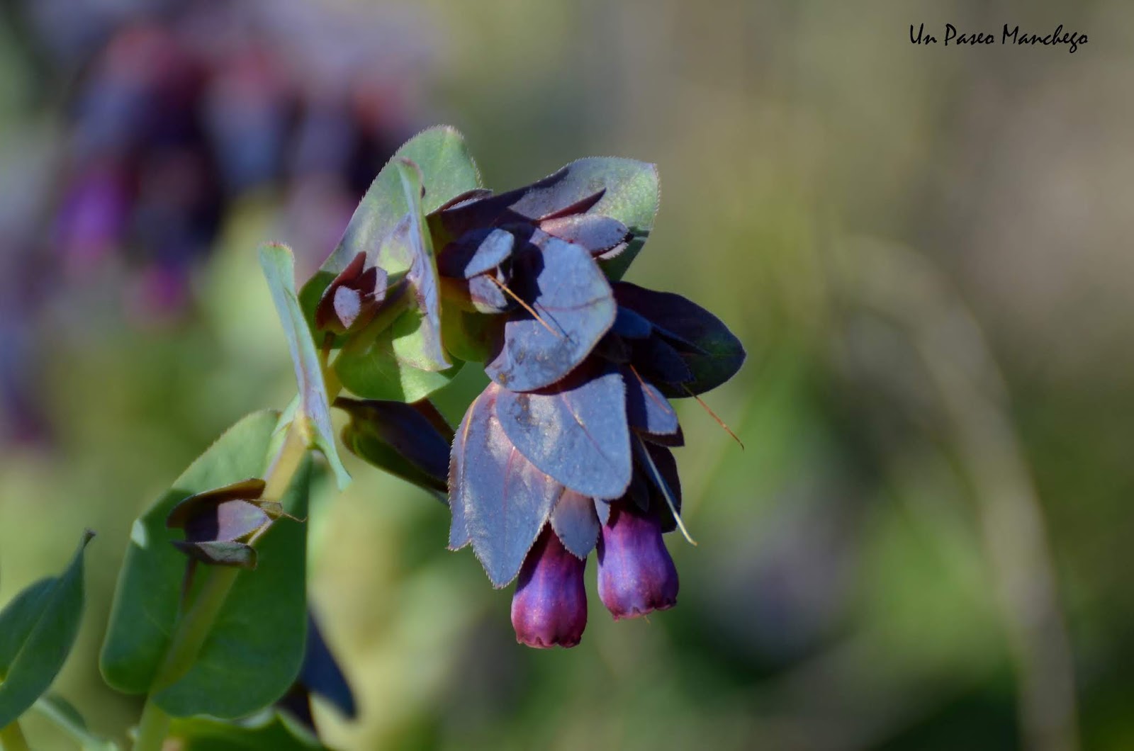 Un Paseo Manchego: Ceriflor, Cerinthe major purpurascens.