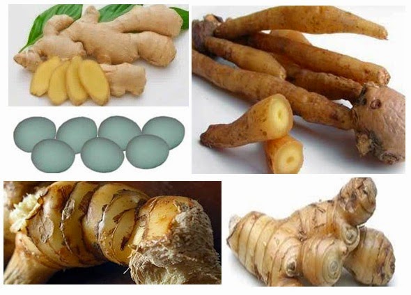 Jamu Ayam Aduan Penambah Kekuatan Waktu di Adu | Ayam Juara