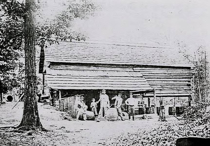 Roots, Branches, and a Few Nuts: 2013