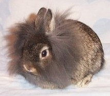 ! RABBIT IN THE WEB !: Rabbit Coat Color