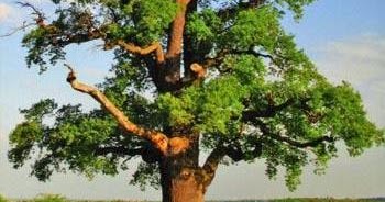 PÁGINA EDUCATIVA MADRE CREATIVA: FOTOS DE ROBLES