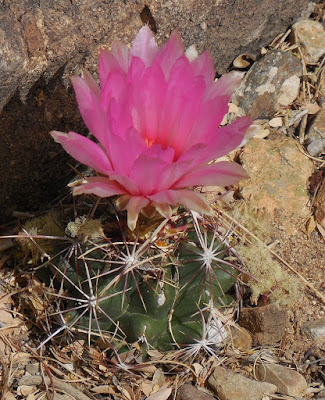Kittling: Books: Daisy at the Arizona-Sonora Desert Museum