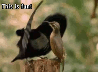Funny animal gifs - part 109 (10 gifs) | Amazing Creatures