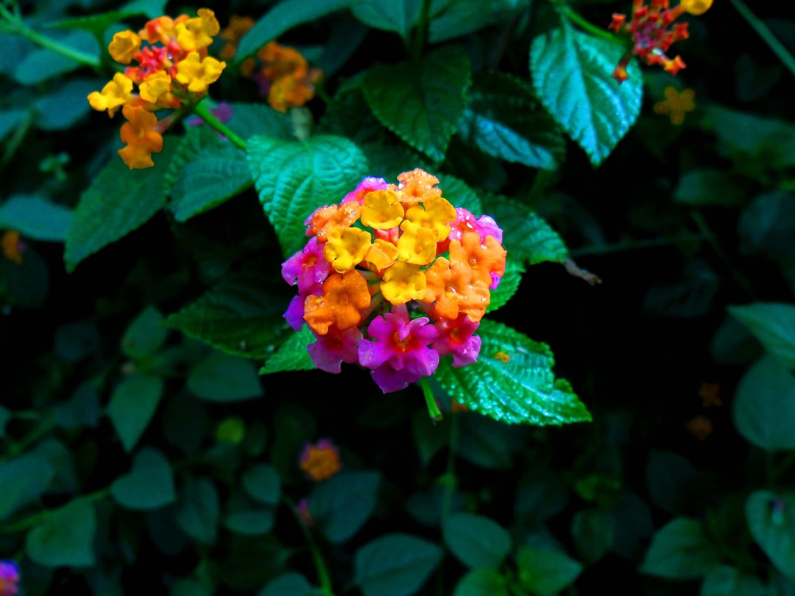 ගඳපාන / බාලොලියා [Gandapana/Baloliya]