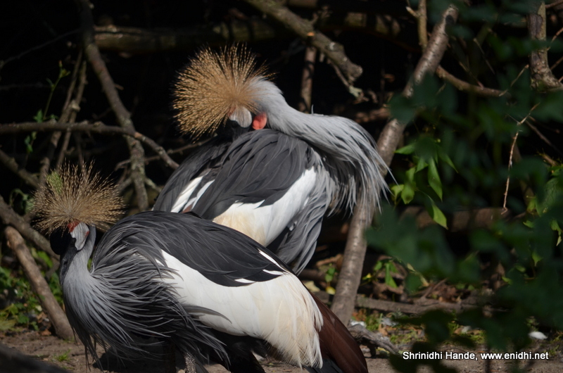 Beautiful birds at Copenhagen Zoo, Denmark - eNidhi India Travel Blog