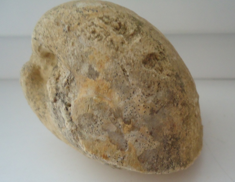 Fossils & Antiques: Fossil Sea Shell Mussel