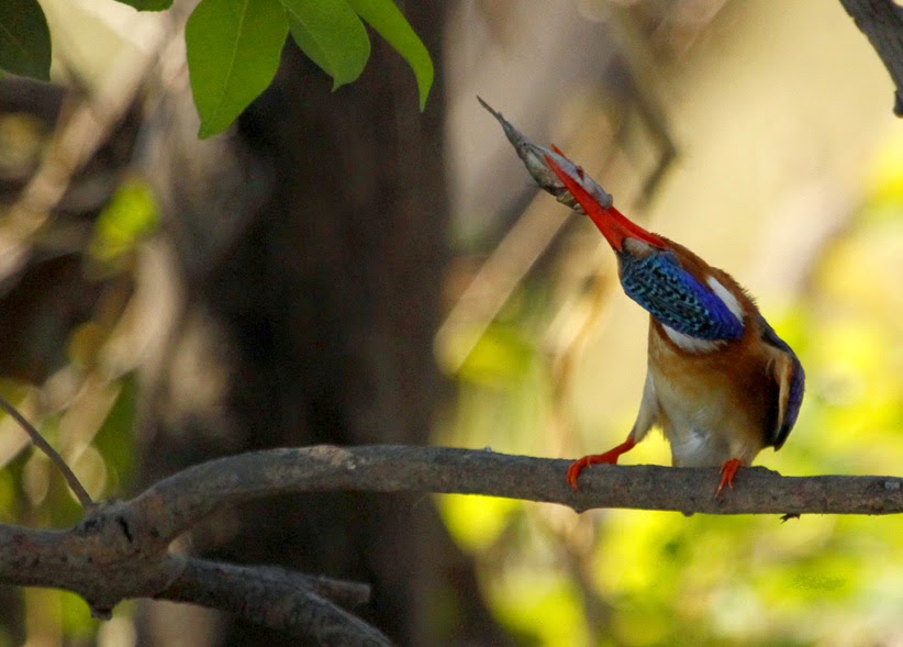 Abejarucos... y otros animales: Martines pescadores de Botswana: color ...