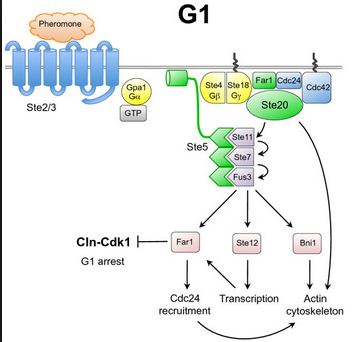 G indicating gap |Genetic Engineering Info