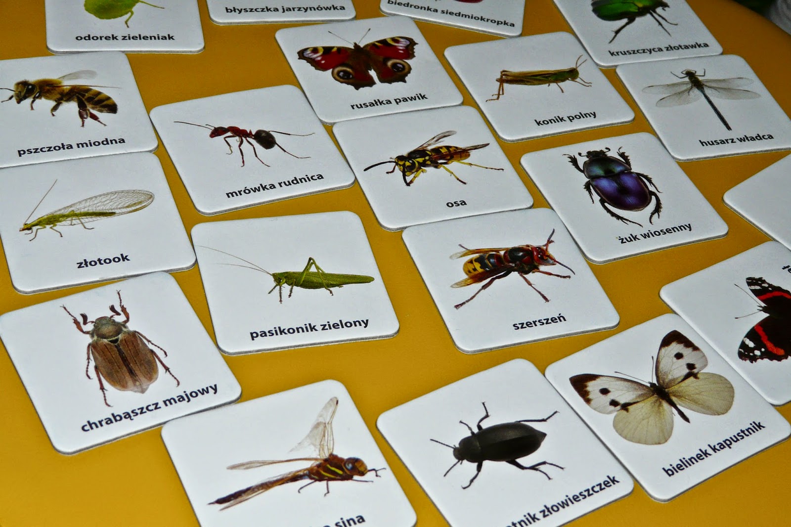 Owady | Maluszkowe inspiracje