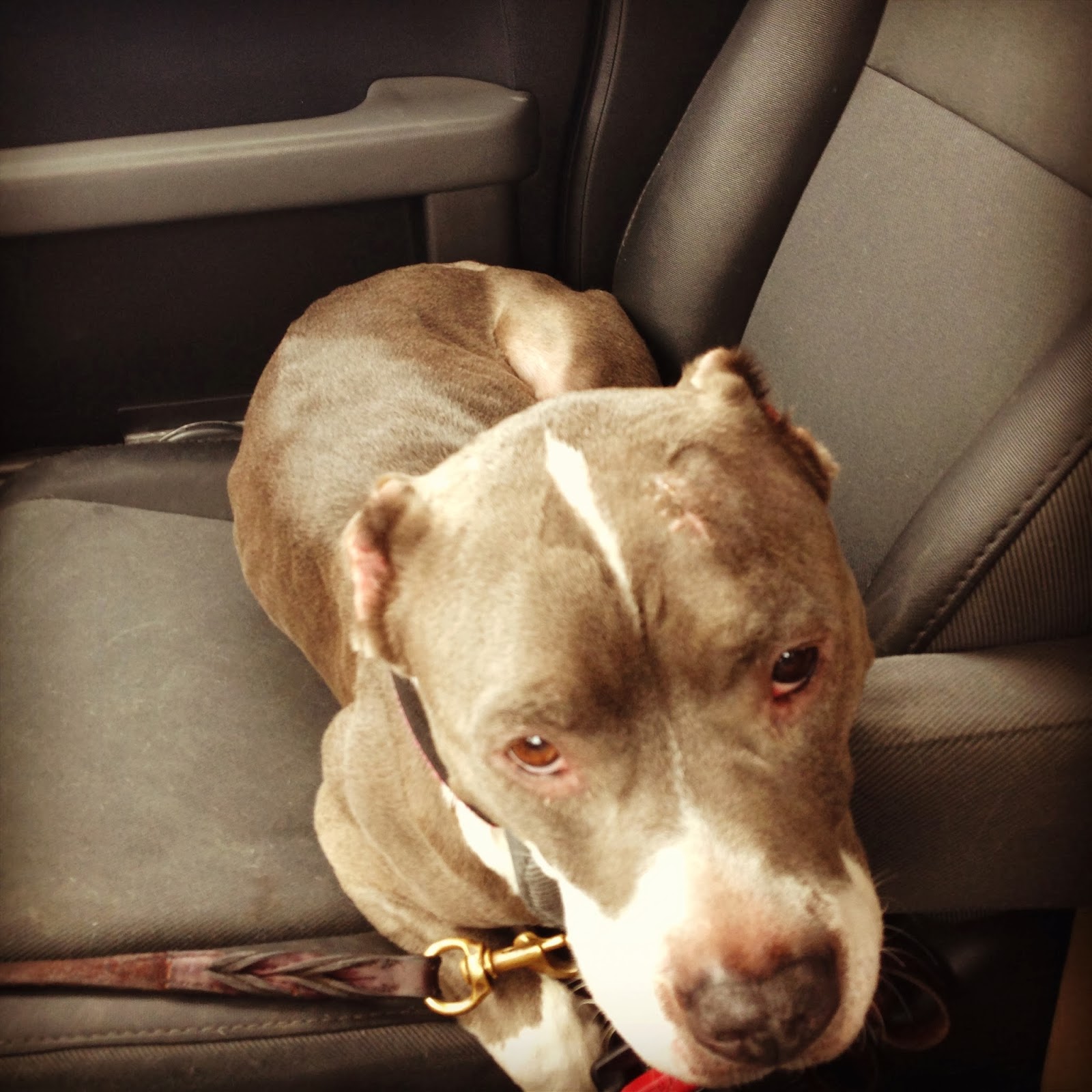 The Five Dog Blog: Living Life Simply Messy: Wordless Wednesday / Photo ...