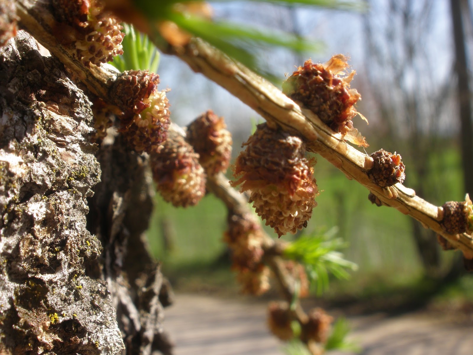 Di fiore in fiore: Larice