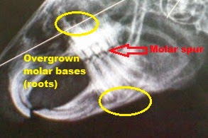 VeteriSilvia: Dental problems in rabbits/problemas dentales en conejos