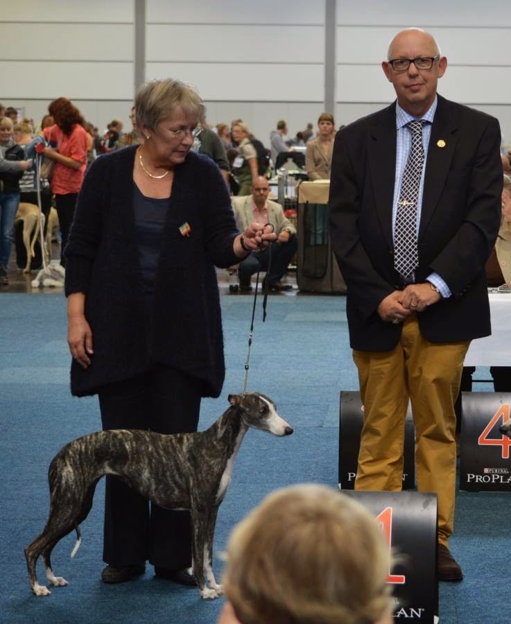 Whippets High on Emotion: Erfolgreiches Wochenende für unsere Whippets